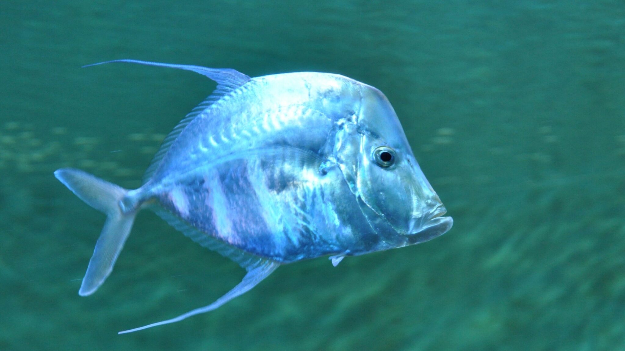 Top 10 Fish Species You'll Enjoy Catching in Fiji - Fiji High