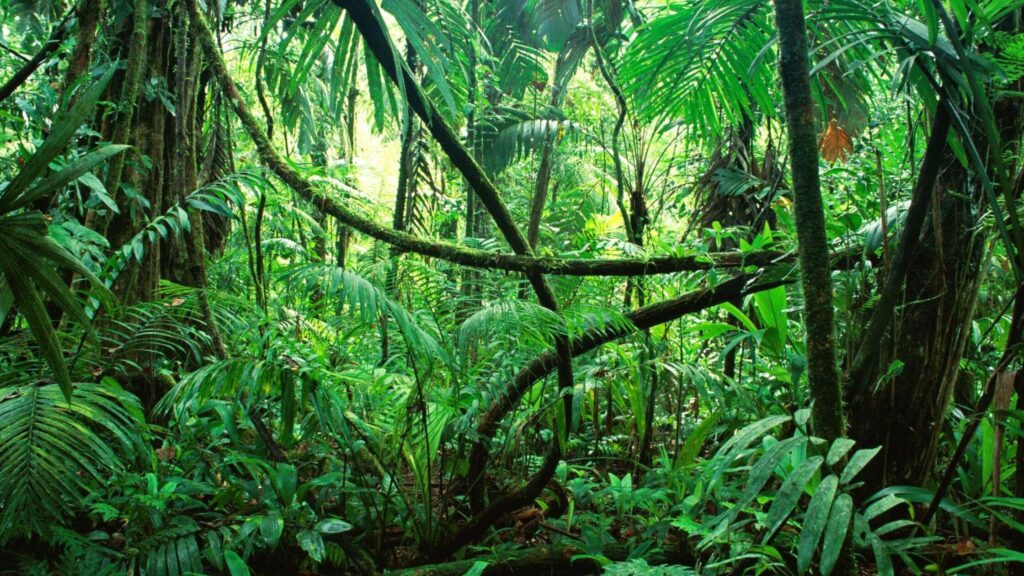 How to Understand the Regions of Fiji for Visitors - Fiji High