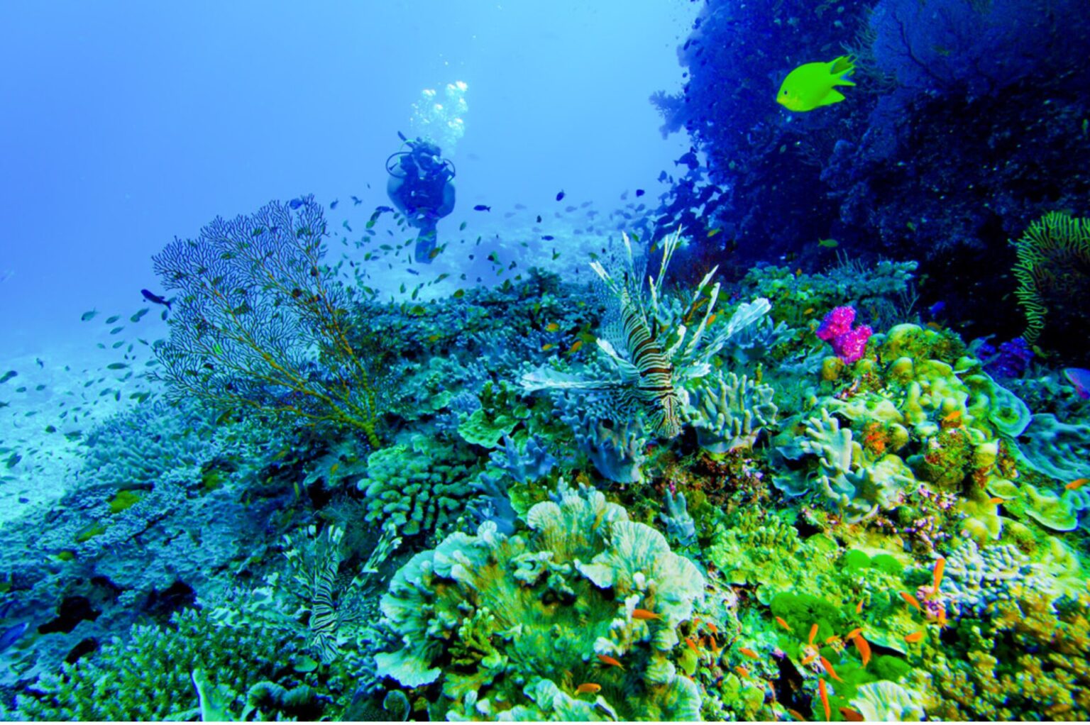 Volivoli Beach Resort in Fiji has the Best Diving - Fiji High